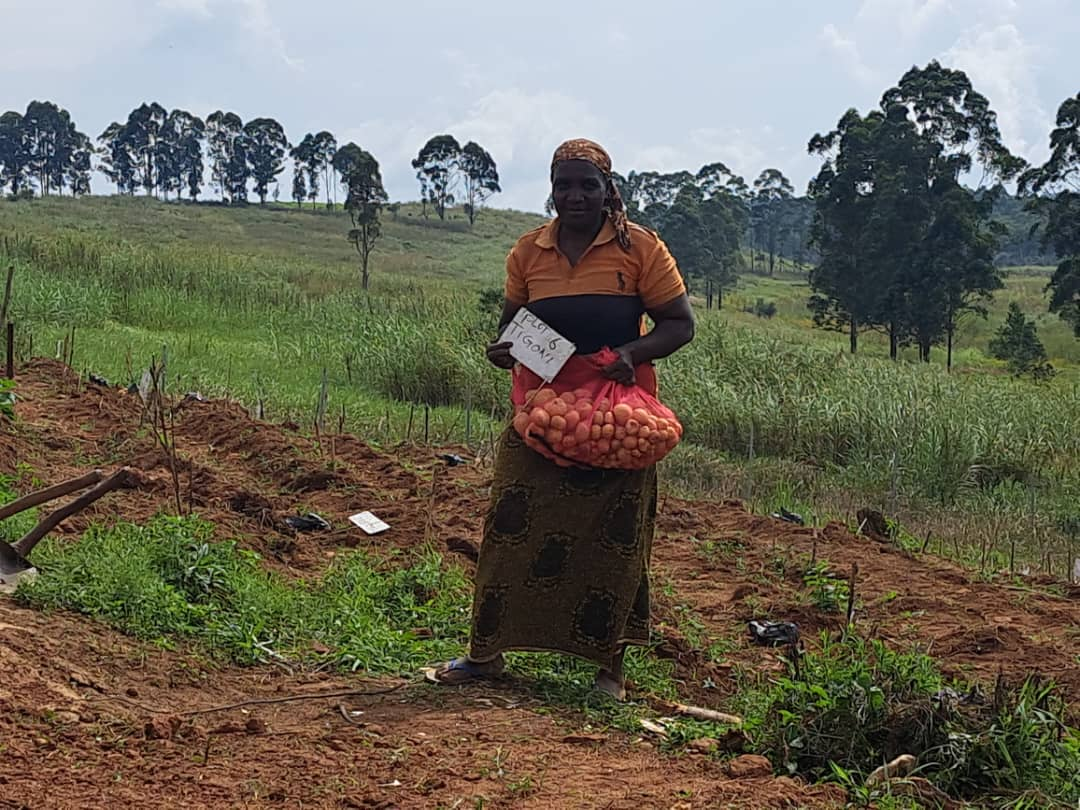 Nigeria Get GM Potato Release Date – Africasti